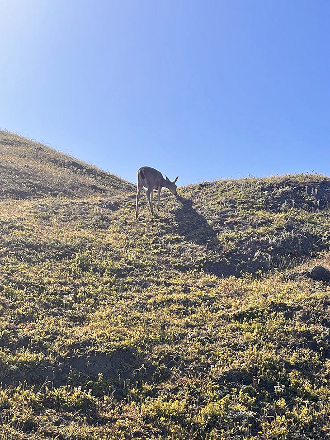 Local residents don't just tolerate visitors&mdash;they welcome them! This deer paused its breakfast just long enough for a "welcome to my neighborhood" moment.