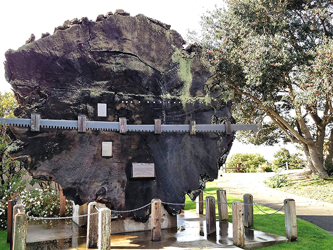 Nature's history book on display: this massive redwood cross-section tells California's story through growth rings older than the nation itself.