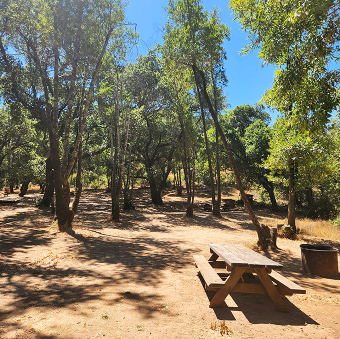 Nature's dining room awaits! This shaded picnic spot offers the perfect respite after a morning of trail exploration.
