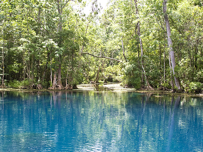 Fifty shades of blue, but much more family-friendly. This natural spring showcases Florida's underground artistry with its mesmerizing azure depths.