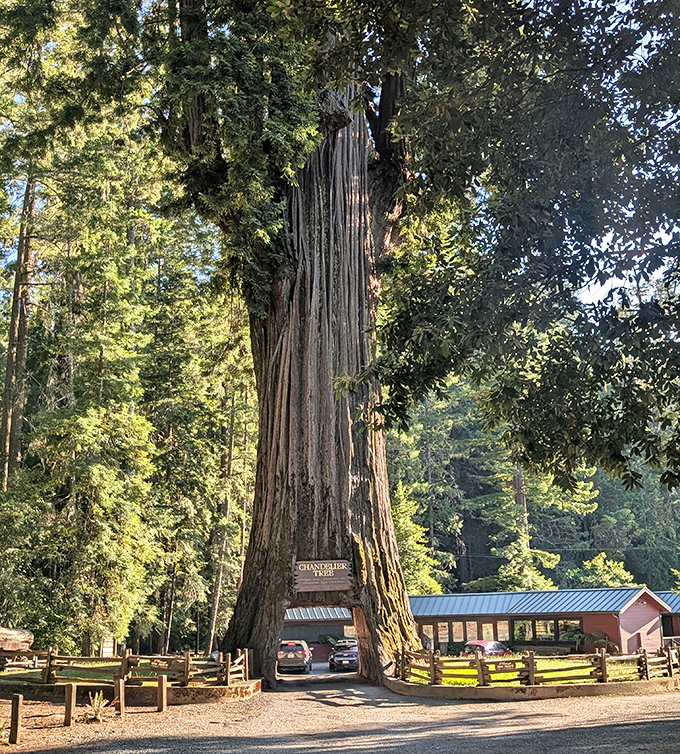 Majestic doesn't begin to cover it. This ancient sentinel has watched over the forest since before the Roman Empire, now graciously allowing cars through its heart.