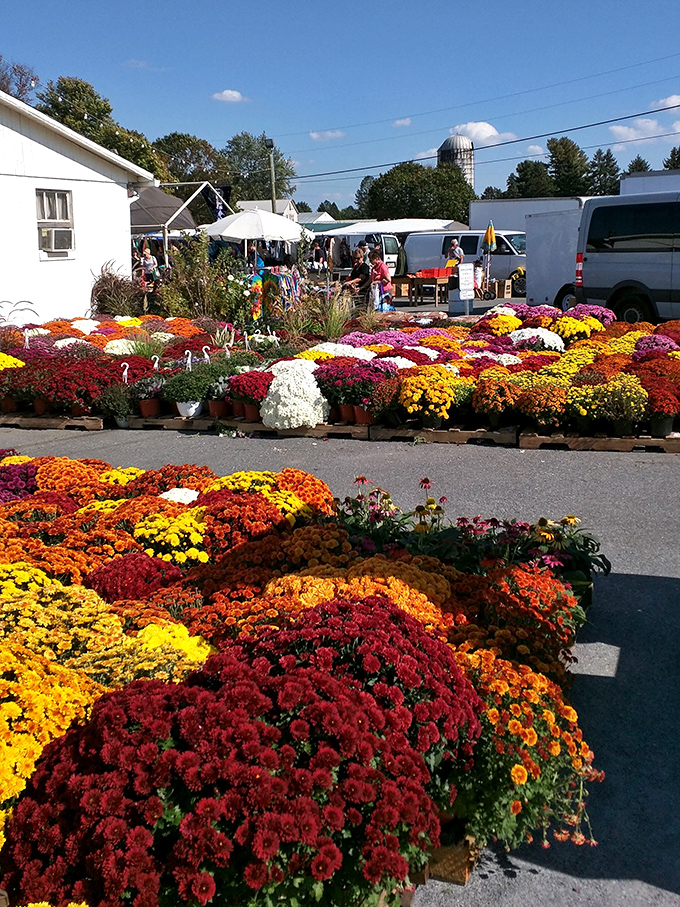 Nature's color palette explodes in these chrysanthemum displays. Like a painter gone wild with autumn hues, these blooms turn a simple market into a floral wonderland.