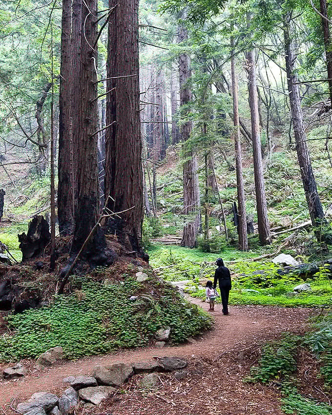 The cathedral of coastal redwoods welcomes visitors with dappled sunlight and a carpet of sorrel. Walking these trails feels like stepping into a fairy tale.