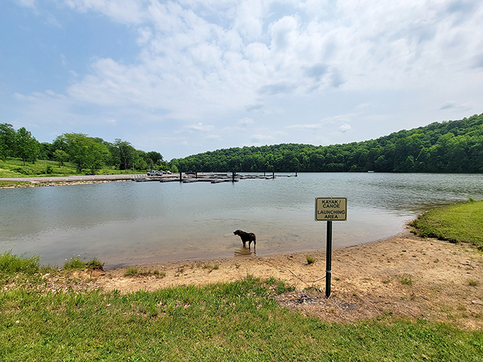 Even the dogs appreciate Salt Fork's canoe launching area&mdash;proof that the best adventures begin where the land meets the water.