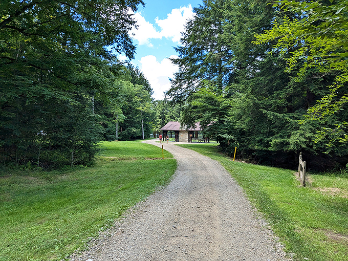This winding path whispers promises of adventure ahead. Follow it through towering pines to discover rustic shelters that feel like they're straight out of a Thoreau daydream.