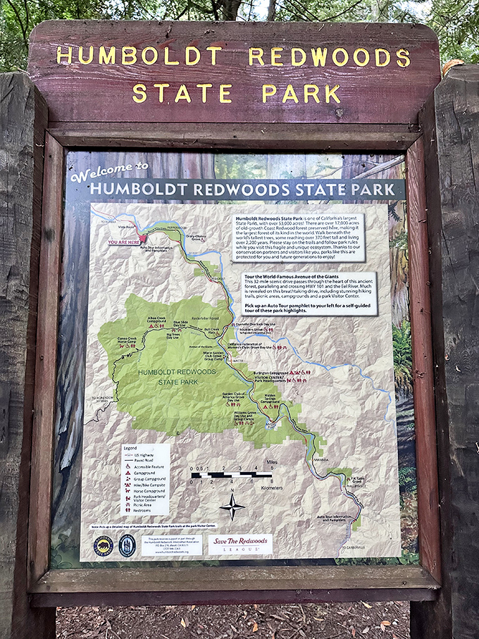 The treasure map to woodland wonders! Half the fun is planning which ancient giants you'll visit first on this arboreal adventure.