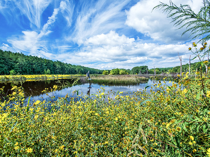 Mother Nature showing off her watercolor skills with this dreamy pond scene. Even Monet would be taking notes.
