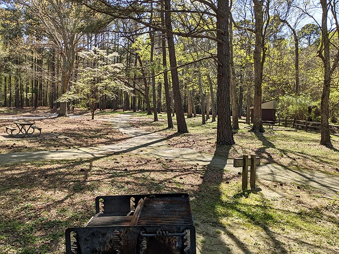 Dappled sunlight creates nature's stained glass among the pines. This tranquil camping area proves that five-star accommodations sometimes have no ceiling at all.