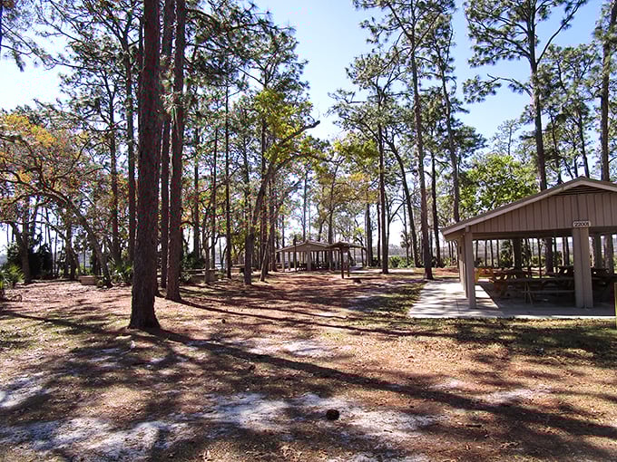 Dappled sunlight plays hide-and-seek between towering pines, creating nature's perfect picnic spot. The pavilions stand ready for family gatherings and impromptu feasts.
