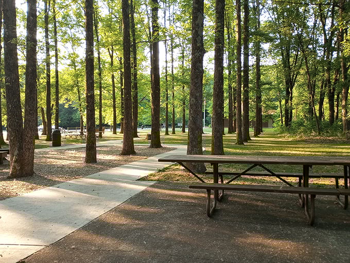 Picnic paradise among the giants. These tables have hosted more family memories than your grandmother's kitchen.