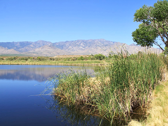 Where desert meets oasis – tall reeds stand guard along the shoreline like nature's velvet rope, protecting this liquid treasure in the Arizona heat.