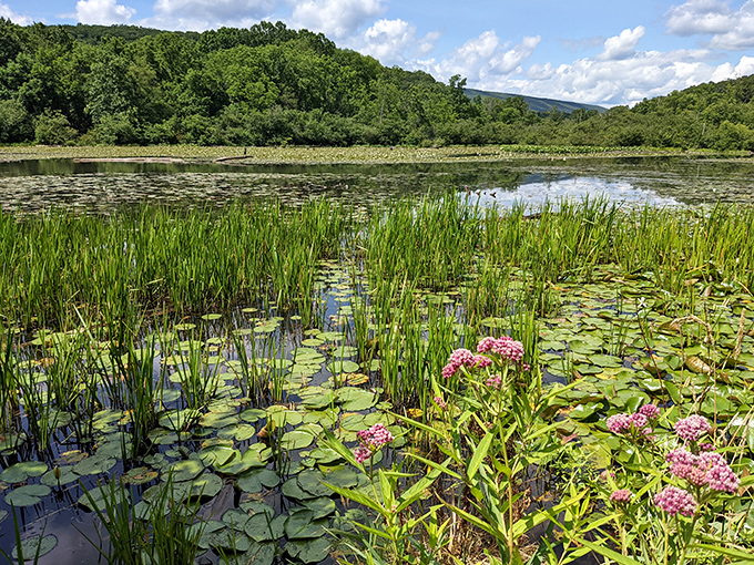 Nature's masterpiece unfolds at the water's edge, where lily pads and wildflowers create a scene Monet would have abandoned his garden to paint.