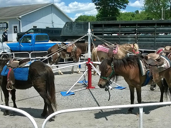 Pint-sized ponies await their next riders in a makeshift corral. These gentle creatures offer a welcome diversion for kids whose patience with antiquing has reached its limit.