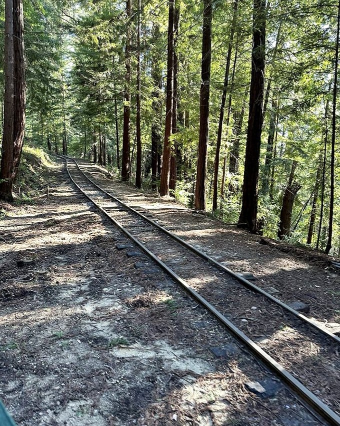 Nature's cathedral: narrow-gauge tracks wind through towering redwoods, creating a path where 19th-century engineering meets ancient forest majesty.