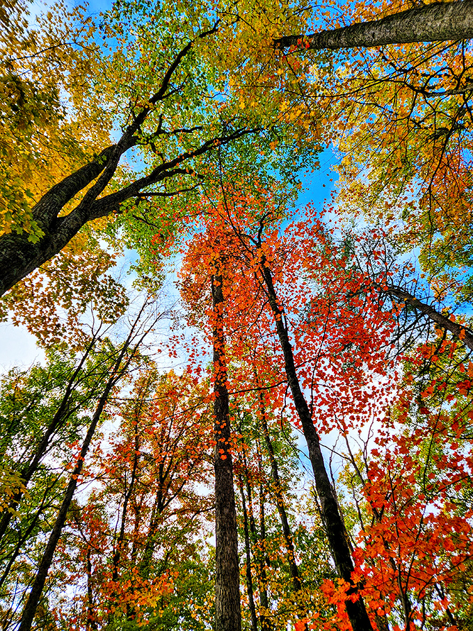 Looking up at these autumn-painted giants is nature's version of a cathedral ceiling. No wonder they call it "God's country."