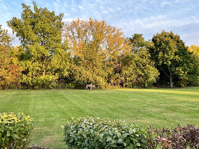 Nature and art in perfect harmony. This lifelike deer sculpture blends so seamlessly with its surroundings, you might do a double-take.