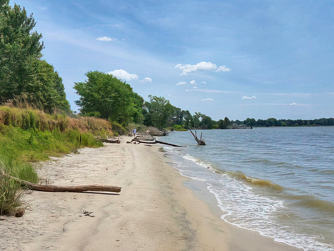 Sandy shores meet gentle waves along Belle Isle's beach, where driftwood sculptures tell tales of the Rappahannock's journey to the Chesapeake.