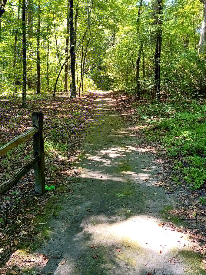 Dappled sunlight guides the way along this tranquil trail, where every step takes you deeper into South Carolina's wild heart.