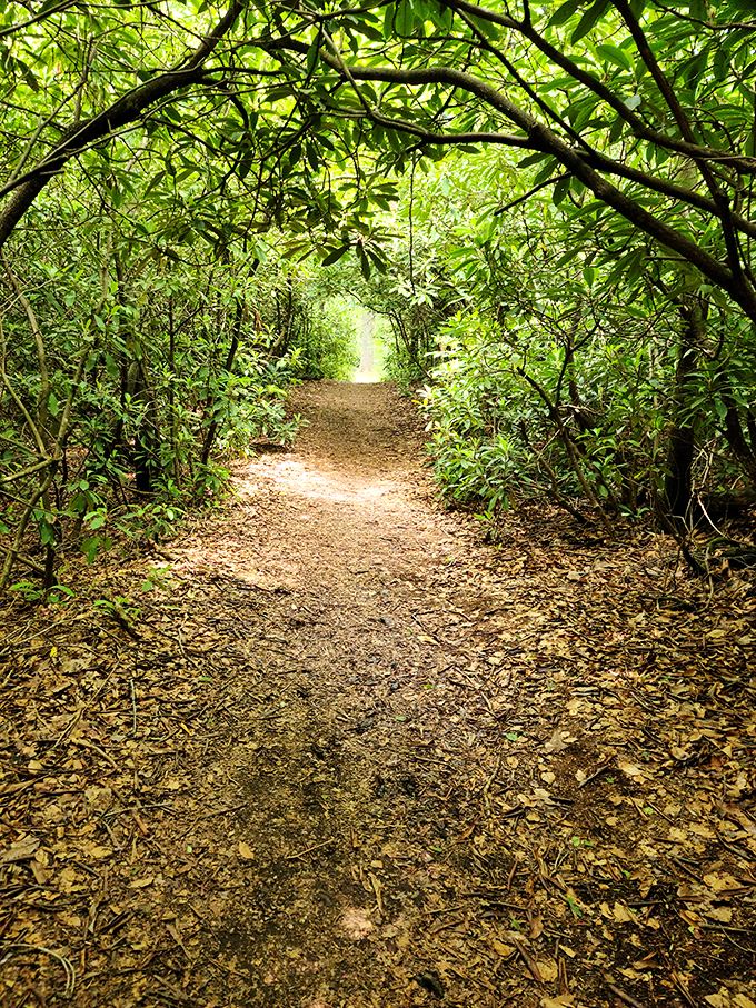 This tunnel of green makes you feel like you're walking through nature's own secret passageway.