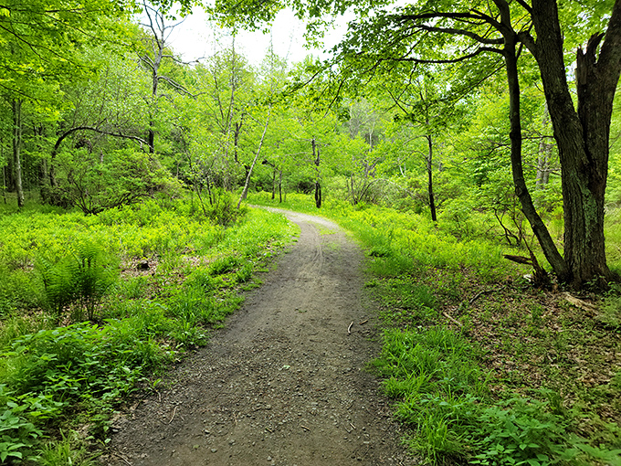 The path less traveled becomes the memory most treasured. This verdant trail practically whispers, "Adventure this way, relaxation guaranteed."