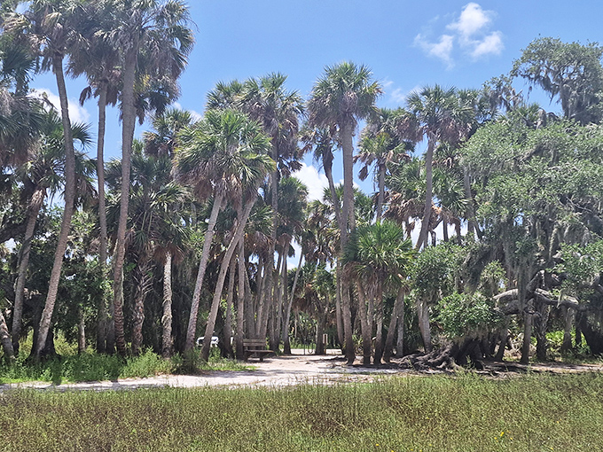 Nature's own palm tree convention, where every frond has voting rights and Spanish moss serves as the decorative bunting.
