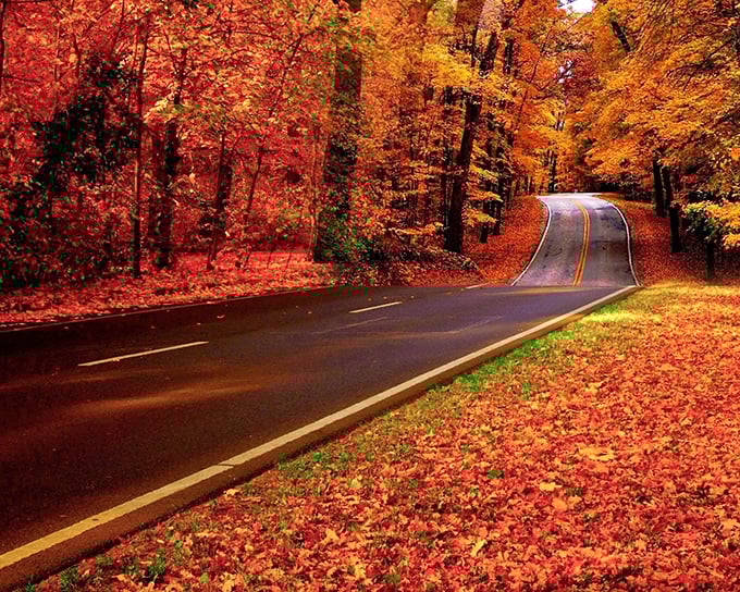Mother Nature's runway show! The trees along Brandywine Valley have dressed in their autumn best, creating a catwalk of crimson and gold.