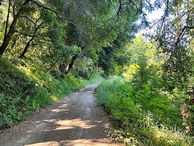 A hidden paradise awaits! This sun-dappled trail at Butano State Park invites you into a world where time slows down.
