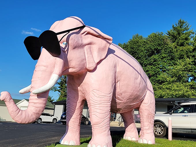 Meet Ellie, the only elephant who never forgets her sunglasses &ndash; she's been rocking this look since leisure suits were cool.