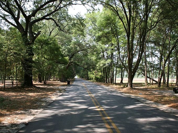 Oak sentinels stand guard along the Historic Effingham-Ebenezer Byway. Southern history whispers through these moss-draped branches.