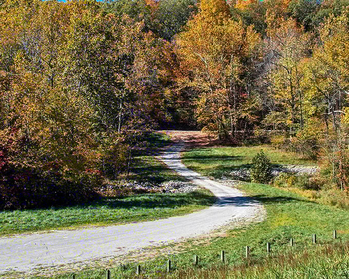 Fall's fiery palette transforms Yellowwood Lake Road into nature's art gallery. Who needs museums when you've got these curves?