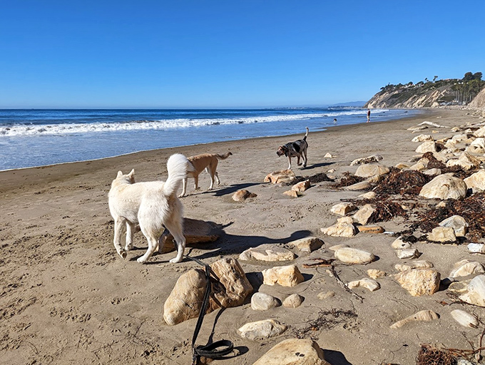 Dogs exploring this beach get two worlds to sniff &ndash; sandy shores and curious canines investigating every rock and tide pool.