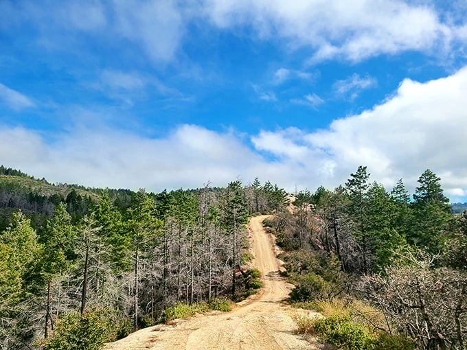 The road less traveled often leads to the best adventures. Butano's winding paths promise cool shade and quiet discoveries.