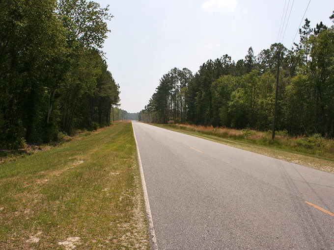 The road less traveled reveals Georgia's timeless beauty. This tree-lined corridor feels like stepping into a Faulkner novel!