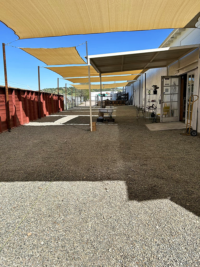 The outdoor area proves that even antiques appreciate a good California tan under those practical shade sails.