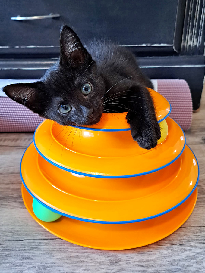 Meet one of the beneficiaries of your shopping spree! This little feline ambassador reminds us why every purchase here matters.