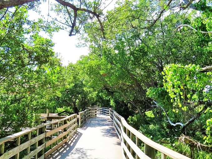 The boardwalk through Anne's Beach's mangrove forest feels like stepping into a Florida Keys fairy tale. No trolls, just tropical magic.