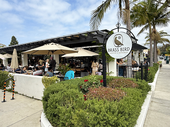 At Brass Bird Coffee, locals linger over lattes beneath palm fronds, proving paradise doesn't need a passport&mdash;just a good cup of coffee and time to savor it.