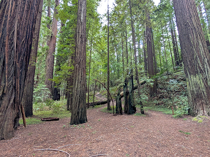 Walking among these towering redwoods feels like stepping into Earth's history book. The soft carpet of needles muffles every footstep.