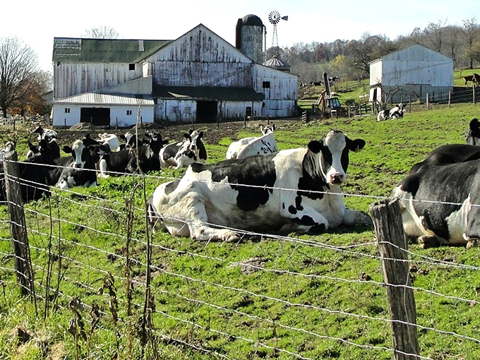 These black and white celebrities are the real stars of Amish Country. Hollywood has nothing on these photogenic bovines lounging in their green-carpet pasture.
