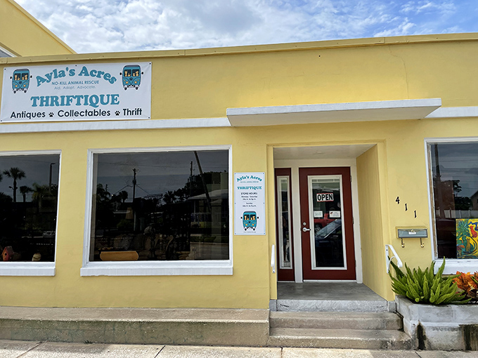 Behind this unassuming doorway lies a wonderland of vintage finds and second chances—for both objects and animals.