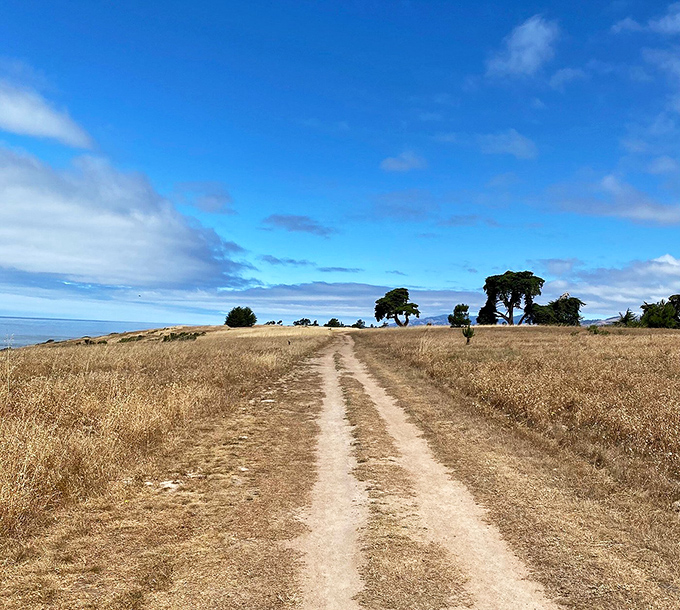 At Fiscalini Ranch Preserve, nature rolls out the golden carpet to the Pacific&mdash;no VIP pass required, just comfortable shoes.