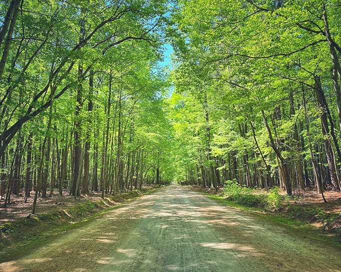 The green cathedral effect is in full force here. Walking this sun-dappled trail feels like stepping into the opening scene of a woodland fairy tale.