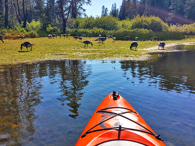 Nature's perfect moment: gliding through crystal waters while Canada geese ignore you completely, proving wildlife has mastered the art of sophisticated indifference.