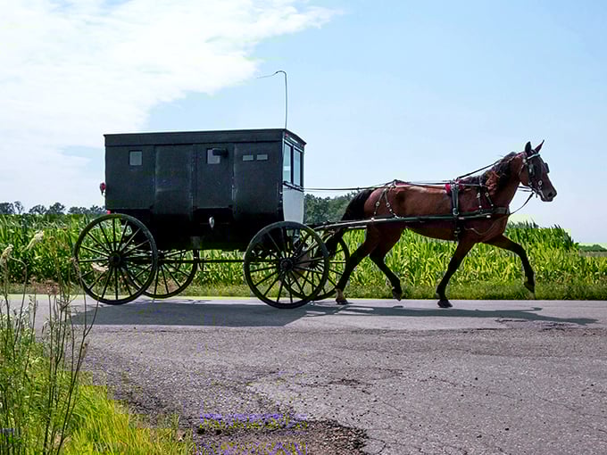 The original eco-friendly transportation. An Amish buggy glides past cornfields, reminding us that sometimes the scenic route is worth the extra time.