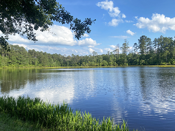 Cloud-watching gets an upgrade with a perfect reflection pool. This serene lake at Aiken State Park doubles as nature's most effective meditation app.