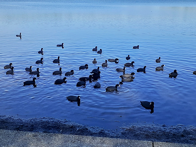 These ducks clearly won the waterfowl lottery. Gliding across Lake DeFuniak like they're auditioning for Swan Lake's more casual cousin.
