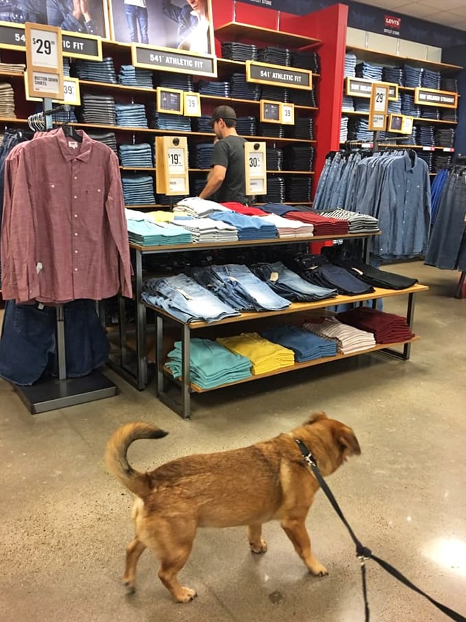 The Levi's store presents a denim wonderland where even four-legged shoppers seem to appreciate the impressive selection of classic American style.