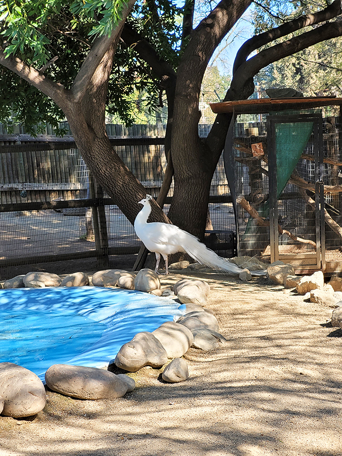 "Excuse me, do you have a moment to talk about retirement living?" This regal resident of Applegate Zoo struts with California confidence.
