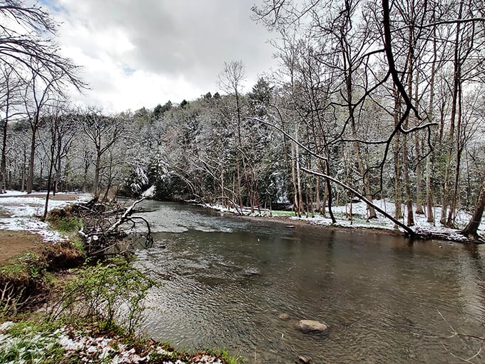Winter transforms Mohican's waterways into serene paintings where bare branches and snow create nature's own black and white