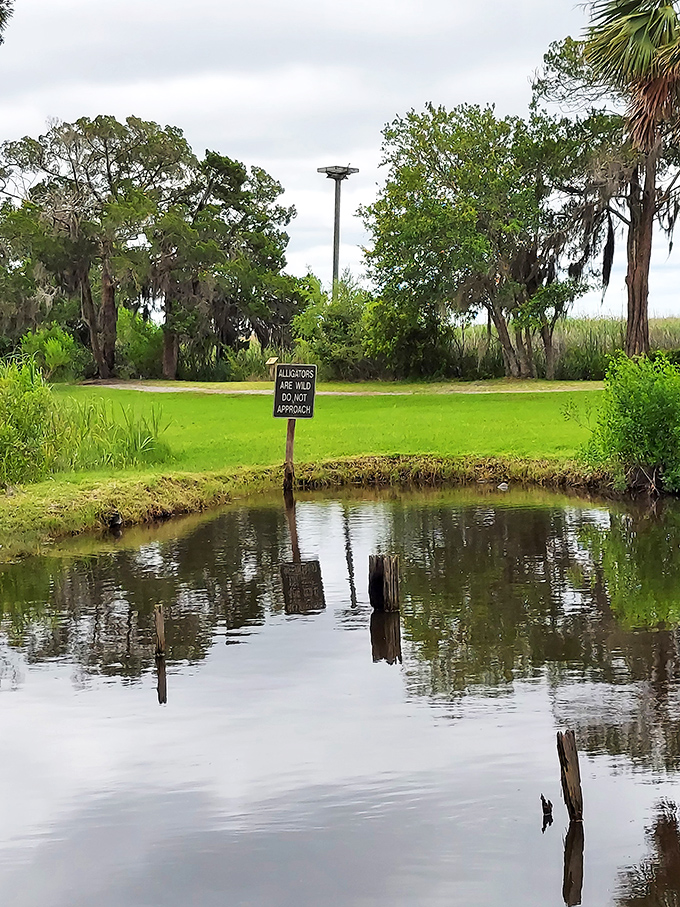 Even the alligators respect historical significance here. Nature and history coexist in a delicate balance that's pure coastal Georgia.